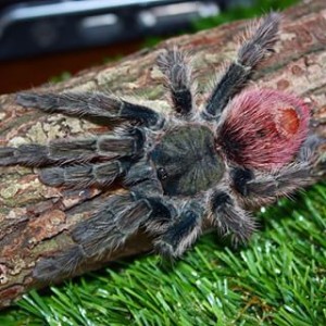 Tarantulas of the World | Tarantula Caresheets - Supplies - Information ...